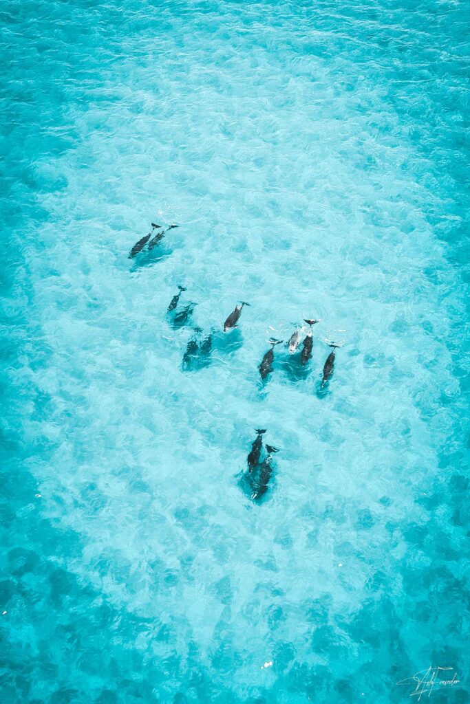 Blue Pod – Portrait – Eye from the Sky
